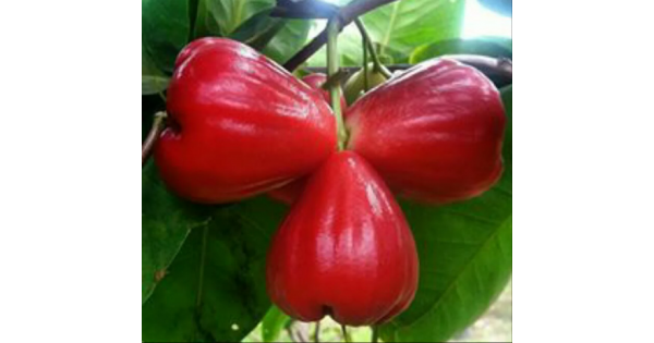 Jual Bibit Jambu Air Red Taiwan, HP : 0856-0856-6034