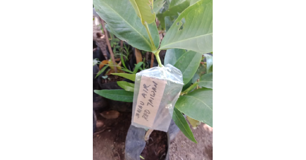 Jual Bibit Jambu Air Red Taiwan, HP : 0856-0856-6034