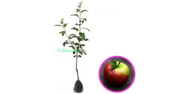 jual Tanaman Buah Apel Rome Beauty - Web: SentraTani.com