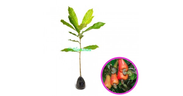 jual Tanaman Buah Jambu Monyet - Web: SentraTani.com
