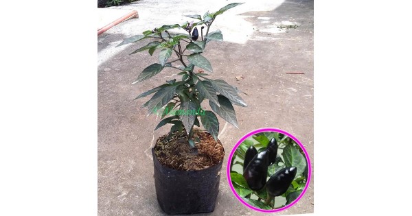 jual Tanaman Cabe Hitam - Web: SentraTani.com