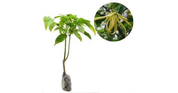 jual Tanaman Kenanga - Web: SentraTani.com