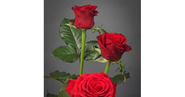 jual Tanaman Mawar Tanpa Duri - Web: SentraTani.com