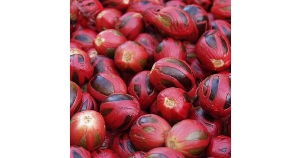 Jual benih pala Jual benih pala