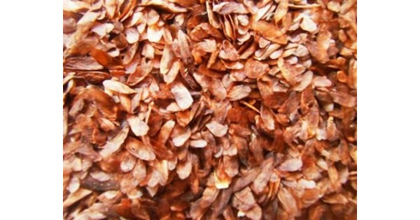 Jual benih kayu suren 500g