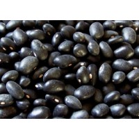 Jual benih Kedelai Anjasmoro