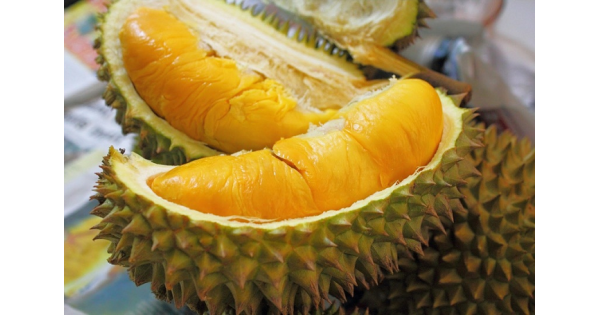 Jual Bibit Durian Montong - HP 0856-0856-6034 Jual Bibit Durian Montong - HP 0856-0856-6034