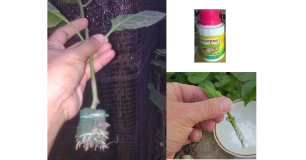 Hormon Penumbuh Akar Growtone 100gr - SentraTani.com